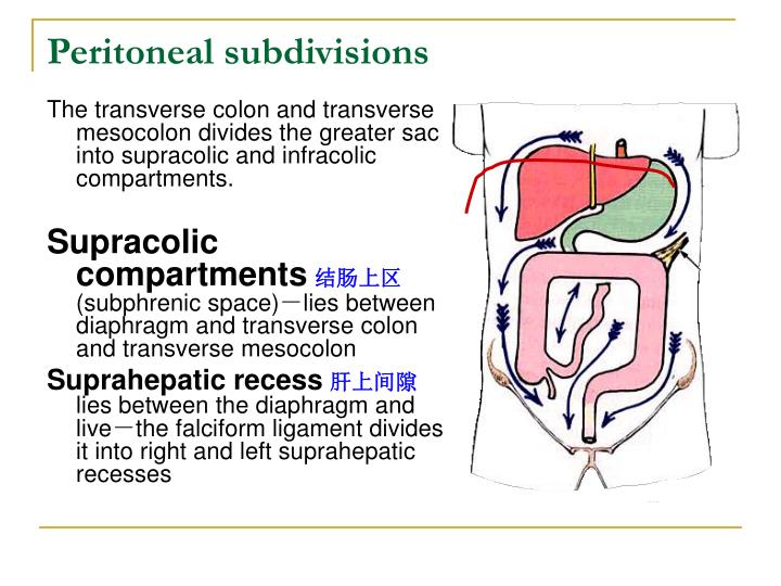 PPT - The peritoneum 腹膜 PowerPoint Presentation - ID:746252