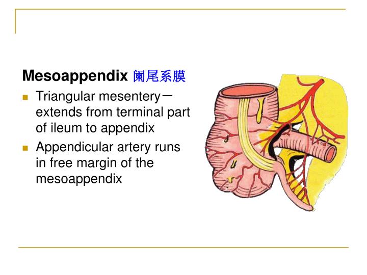 PPT - The peritoneum 腹膜 PowerPoint Presentation - ID:746252