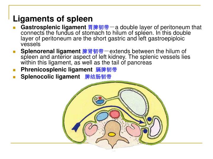 PPT - The peritoneum 腹膜 PowerPoint Presentation - ID:746252