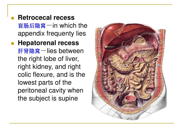 PPT - The peritoneum 腹膜 PowerPoint Presentation - ID:746252