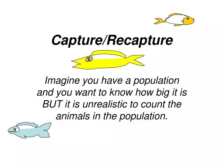 PPT - Capture/Recapture PowerPoint Presentation, free download - ID:746337