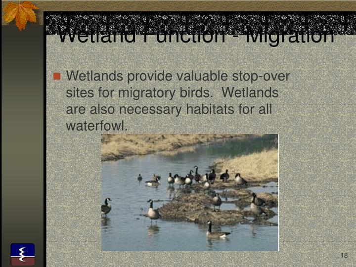 PPT - Wetland: Functions and Values PowerPoint Presentation - ID:746386