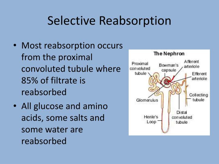 PPT - F214: Communication, Homeostasis and Energy 4.2.1 Ultrafiltration ...