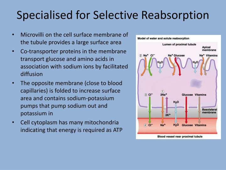 PPT - F214: Communication, Homeostasis and Energy 4.2.1 Ultrafiltration ...