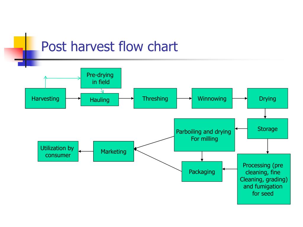 PPT Rice Post Harvest Management Bangladesh Context PowerPoint PPT Rice Post Harvest Management Bangladesh Context PowerPoint