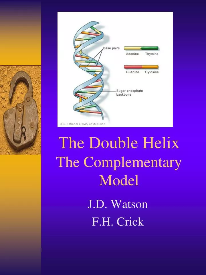 PPT - The Double Helix The Complementary Model PowerPoint Presentation ...