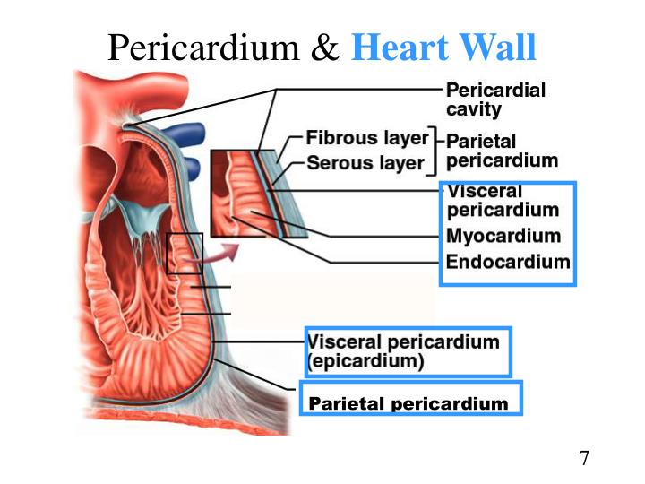 PPT - The Cardiovascular System: The Heart PowerPoint Presentation - ID ...