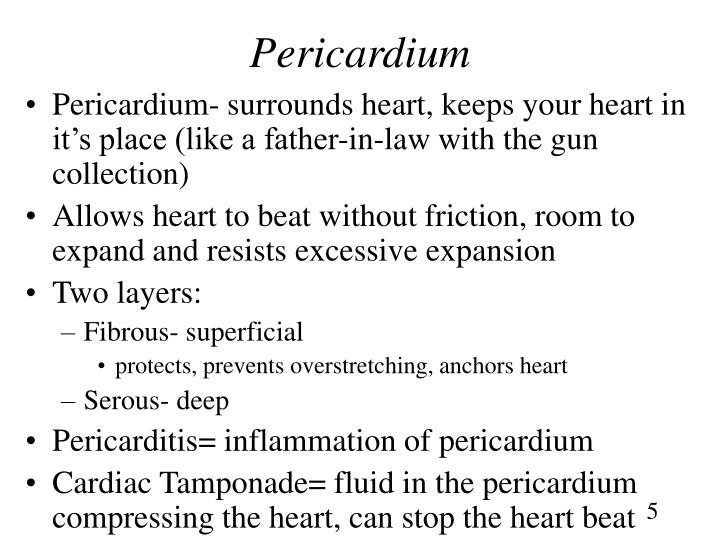 PPT - The Cardiovascular System: The Heart PowerPoint Presentation - ID ...