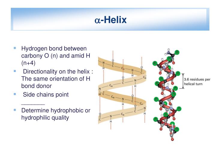 PPT - Protein Structure and Function PowerPoint Presentation - ID:749316