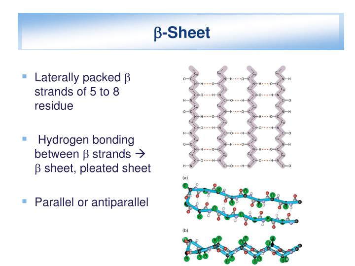 PPT - Protein Structure and Function PowerPoint Presentation - ID:749316