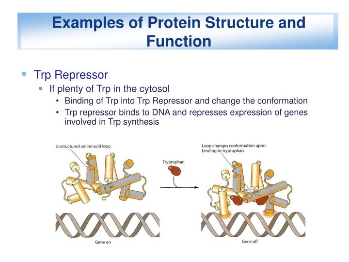 PPT - Protein Structure and Function PowerPoint Presentation - ID:749316