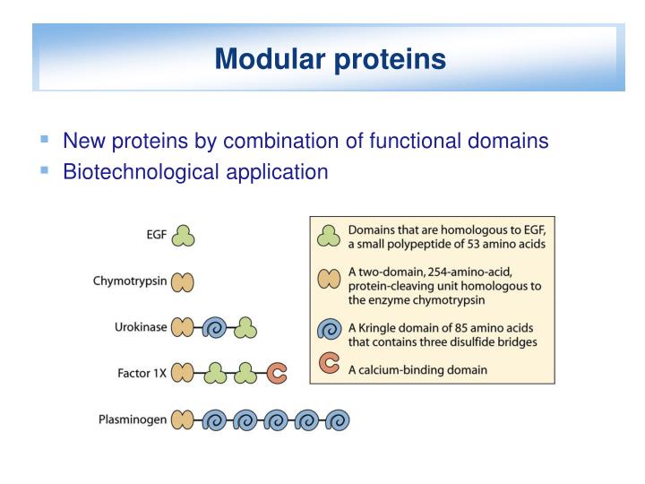 PPT - Protein Structure and Function PowerPoint Presentation - ID:749316
