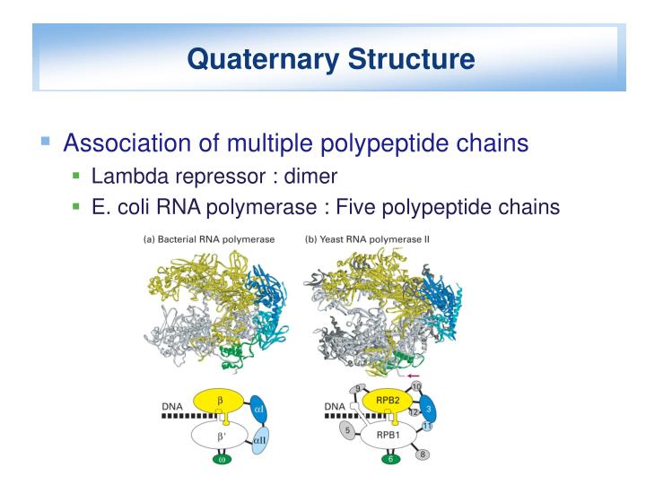 PPT - Protein Structure and Function PowerPoint Presentation - ID:749316