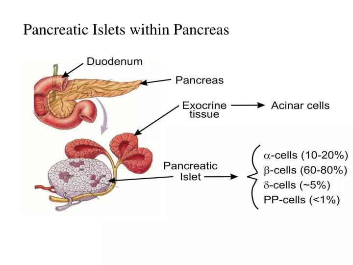 PPT - Pancreatic Islets within Pancreas PowerPoint Presentation, free ...
