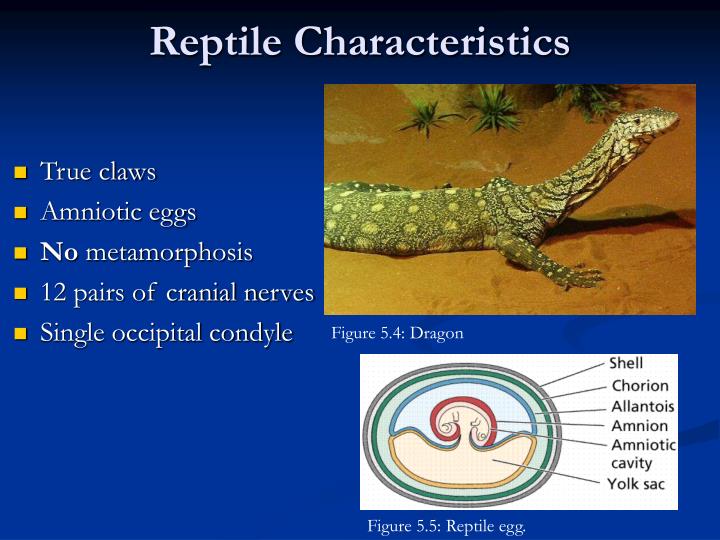 PPT - Comparative Anatomy Vertebrate Classification: Amphibians and ...