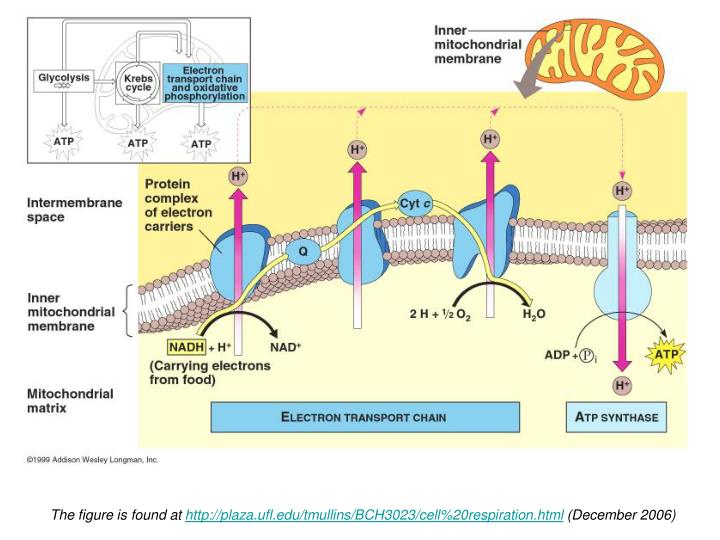 PPT - Electron Transport Chain (Respiratory Chain) - exercise ...