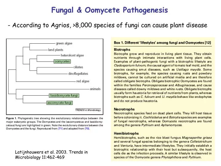 PPT - Fungal & Oomycete Pathogenesis PowerPoint Presentation, free ...