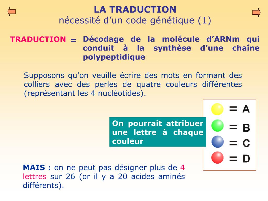 PPT - Génétique moléculaire PowerPoint Presentation, free download - ID:753063