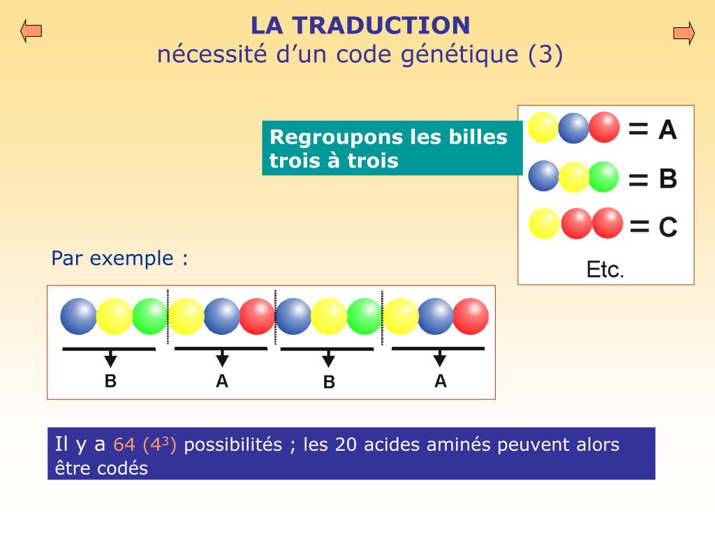 PPT - Génétique moléculaire PowerPoint Presentation, free download - ID ...