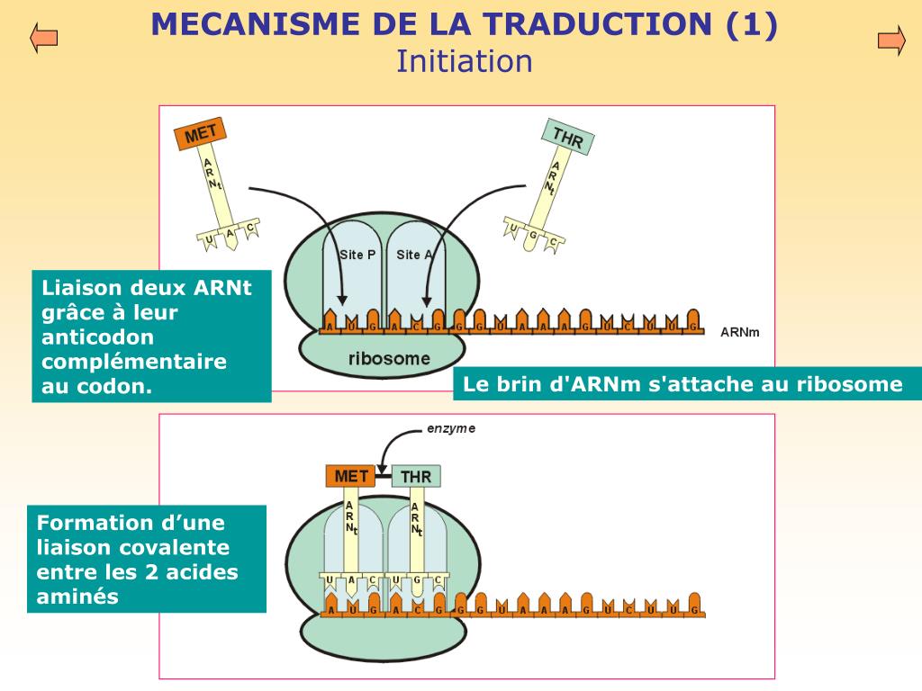 PPT - Génétique moléculaire PowerPoint Presentation, free download - ID ...