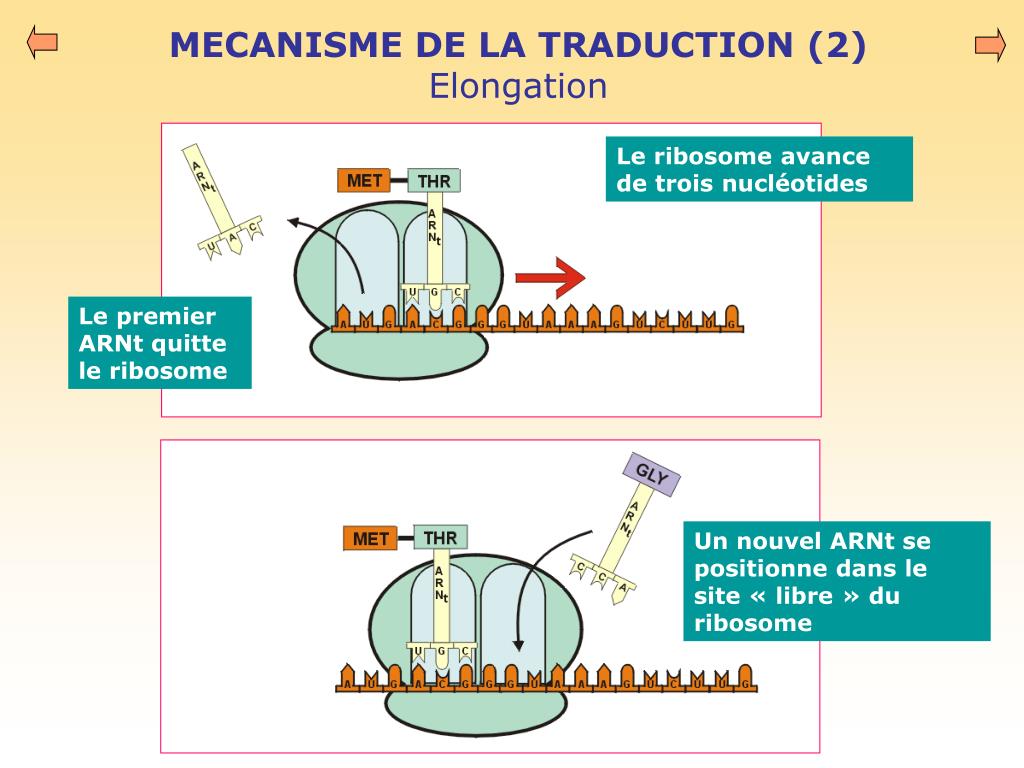 PPT - Génétique moléculaire PowerPoint Presentation, free download - ID:753063