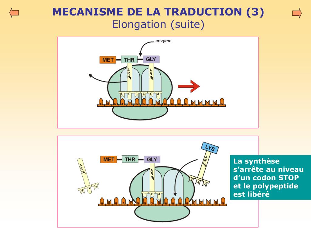 PPT - Génétique moléculaire PowerPoint Presentation, free download - ID ...