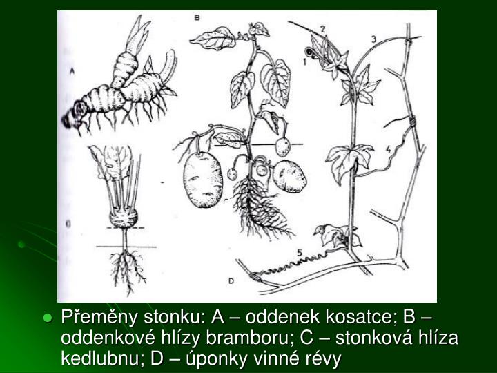 PPT - Rostlinné orgány kořen, stonek PowerPoint Presentation - ID:753646