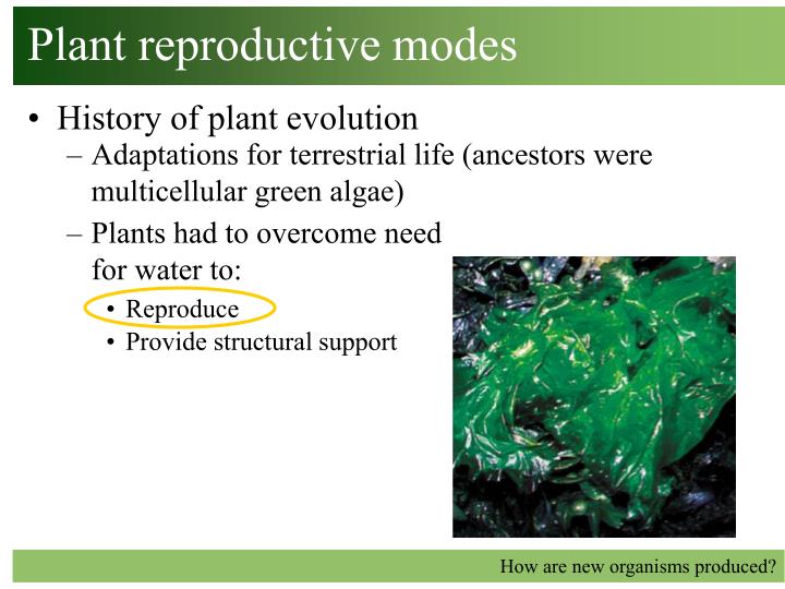 PPT - Plant reproductive modes PowerPoint Presentation, free download ...