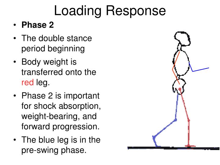 PPT - Gait Analysis PowerPoint Presentation - ID:753931