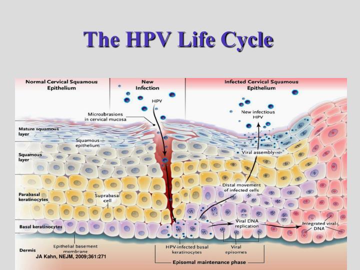 Ppt The Hpv Life Cycle Powerpoint Presentation Id 754397