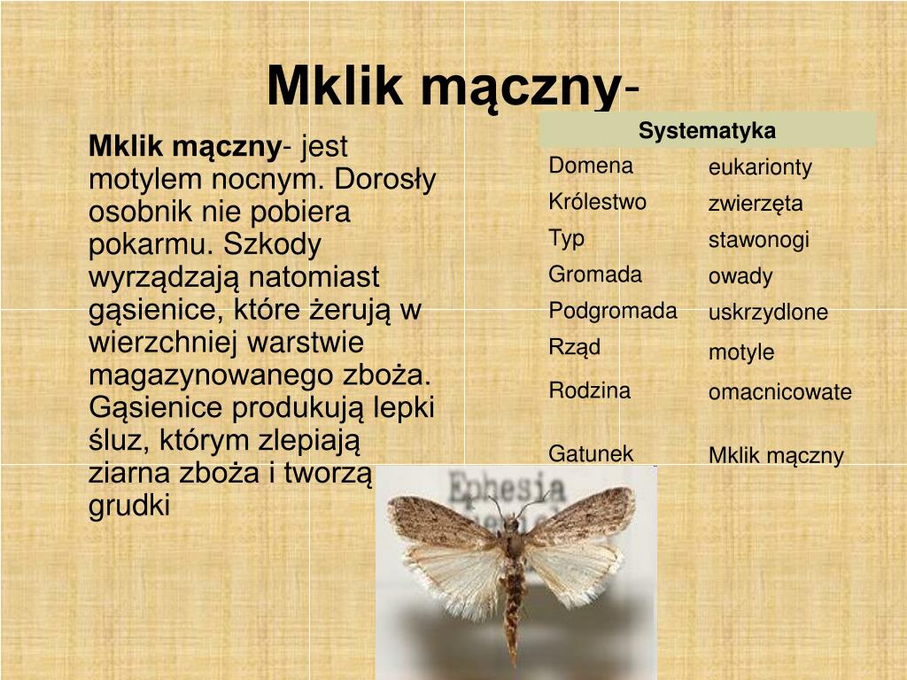 PPT - Rola różnych gatunków owadów w lesie i na łące PowerPoint ...