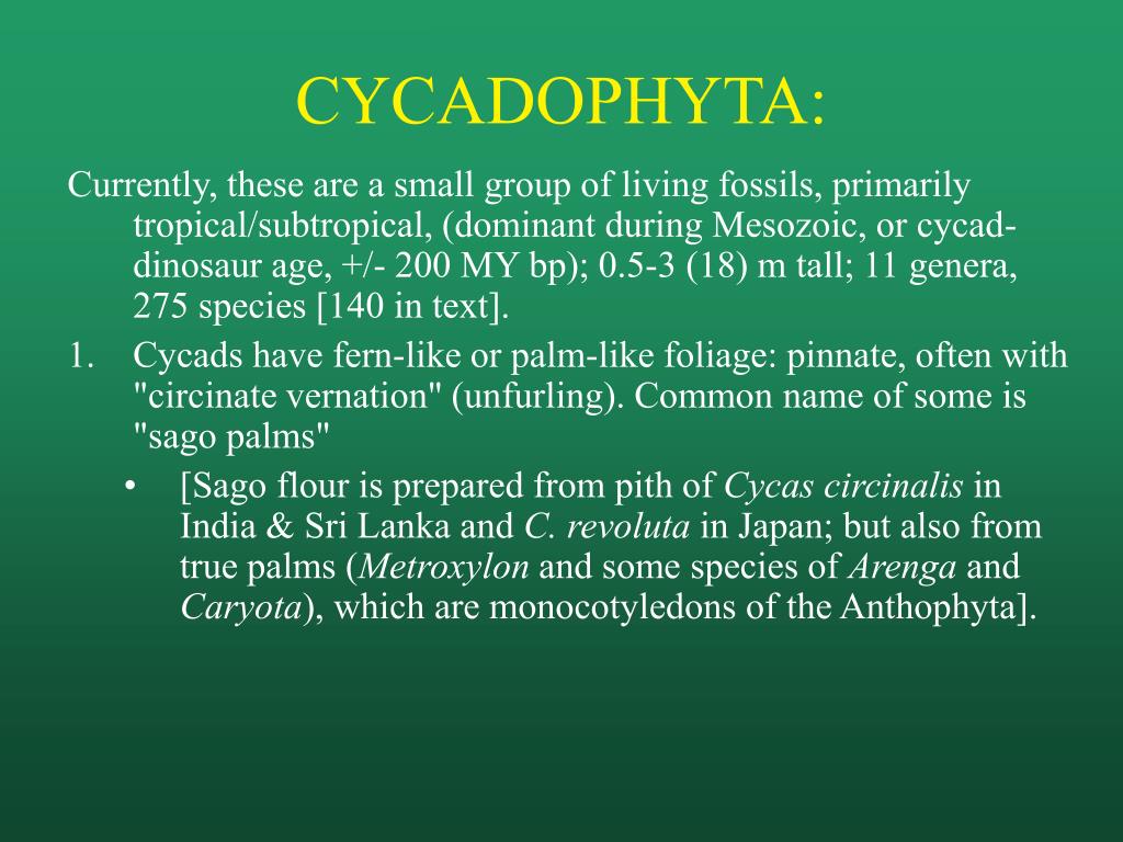 PPT - BIOLOGY 3404F EVOLUTION OF PLANTS Fall 2008 PowerPoint ...