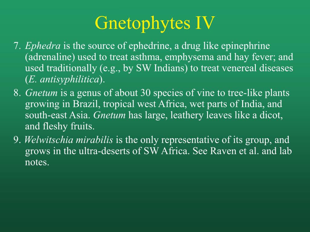 PPT - BIOLOGY 3404F EVOLUTION OF PLANTS Fall 2008 PowerPoint ...