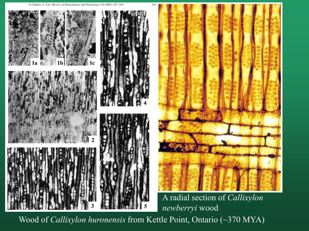 PPT - BIOLOGY 3404F EVOLUTION OF PLANTS Fall 2008 PowerPoint ...