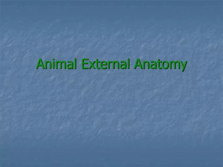 PPT - Animal External Anatomy PowerPoint Presentation, free download ...