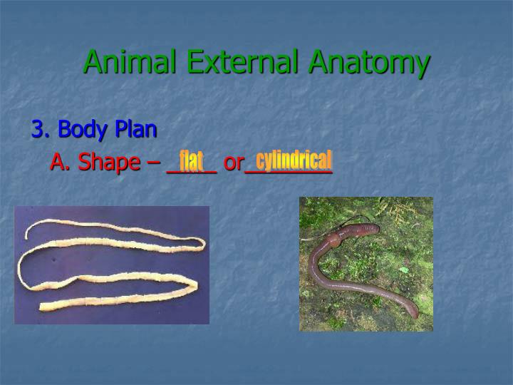 PPT - Animal External Anatomy PowerPoint Presentation - ID:756092