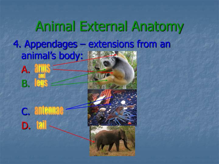 PPT - Animal External Anatomy PowerPoint Presentation - ID:756092