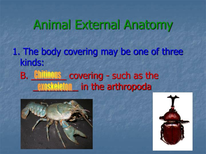 PPT - Animal External Anatomy PowerPoint Presentation - ID:756092