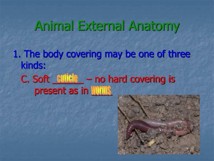PPT - Animal External Anatomy PowerPoint Presentation - ID:756092