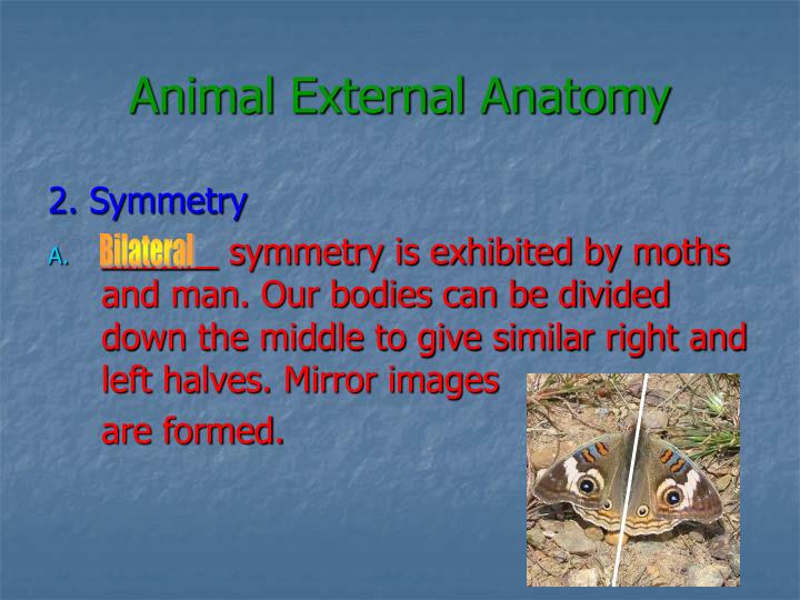PPT - Animal External Anatomy PowerPoint Presentation - ID:756092