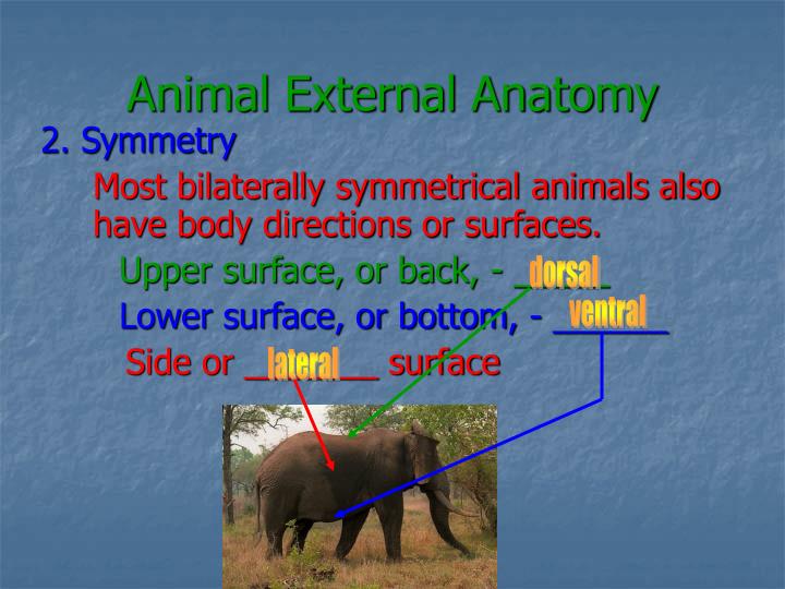 PPT - Animal External Anatomy PowerPoint Presentation - ID:756092