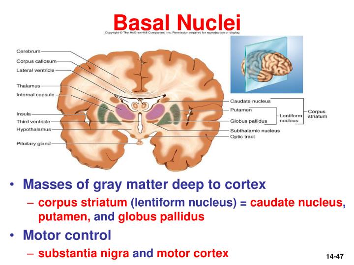 PPT - Human Anatomy & Physiology PowerPoint Presentation - ID:756796