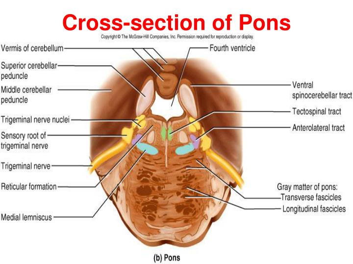 PPT - Human Anatomy & Physiology PowerPoint Presentation - ID:756796
