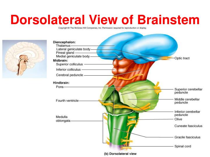 PPT - Human Anatomy & Physiology PowerPoint Presentation - ID:756796