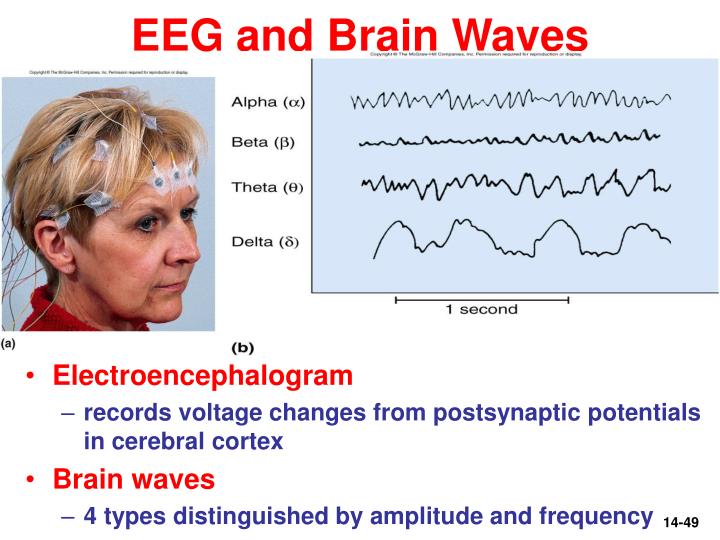 PPT - Human Anatomy & Physiology PowerPoint Presentation - ID:756796