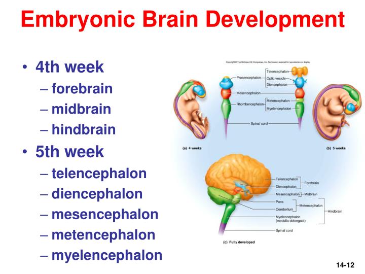 PPT - Human Anatomy & Physiology PowerPoint Presentation - ID:756796