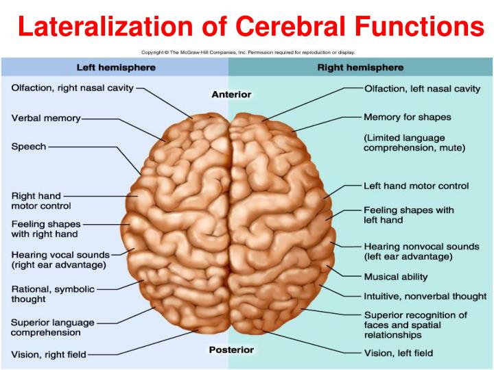PPT - Human Anatomy & Physiology PowerPoint Presentation - ID:756796