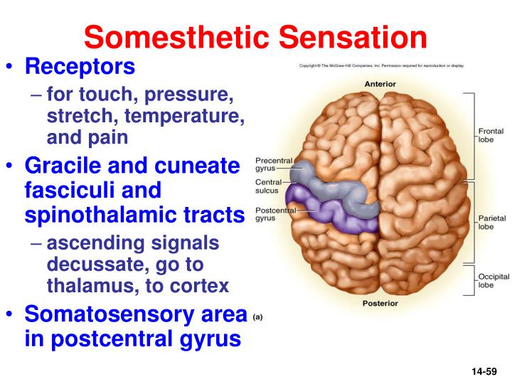 PPT - Human Anatomy & Physiology PowerPoint Presentation - ID:756796