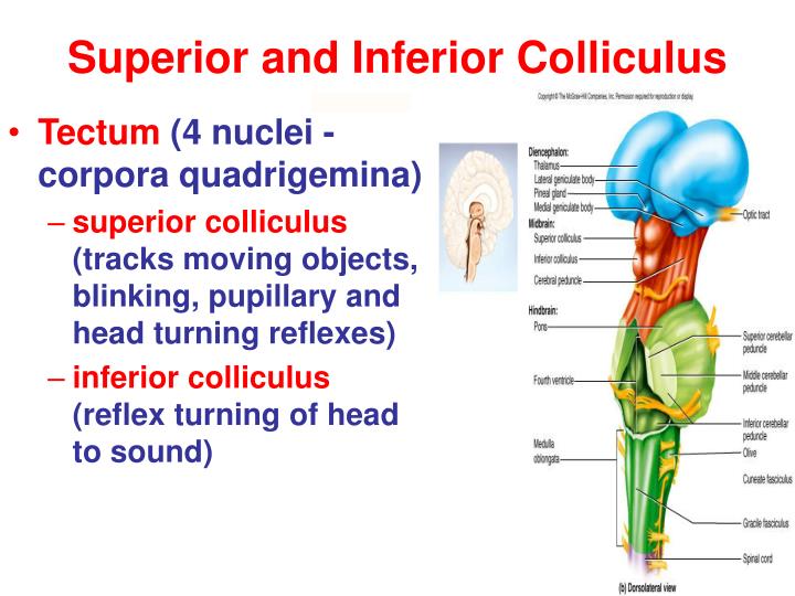 PPT - Human Anatomy & Physiology PowerPoint Presentation - ID:756796