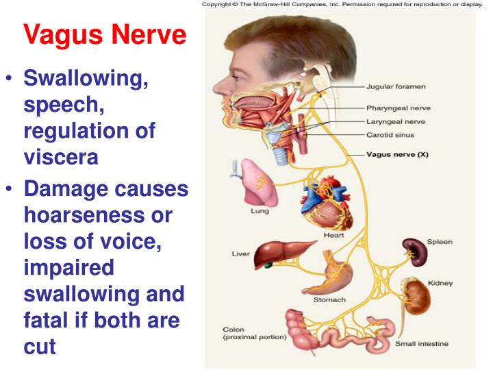 PPT - Human Anatomy & Physiology PowerPoint Presentation - ID:756796